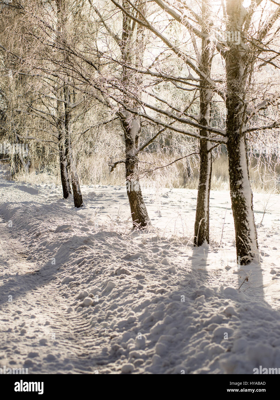 empty road in the countryside with trees in surrounding. perspective in ...