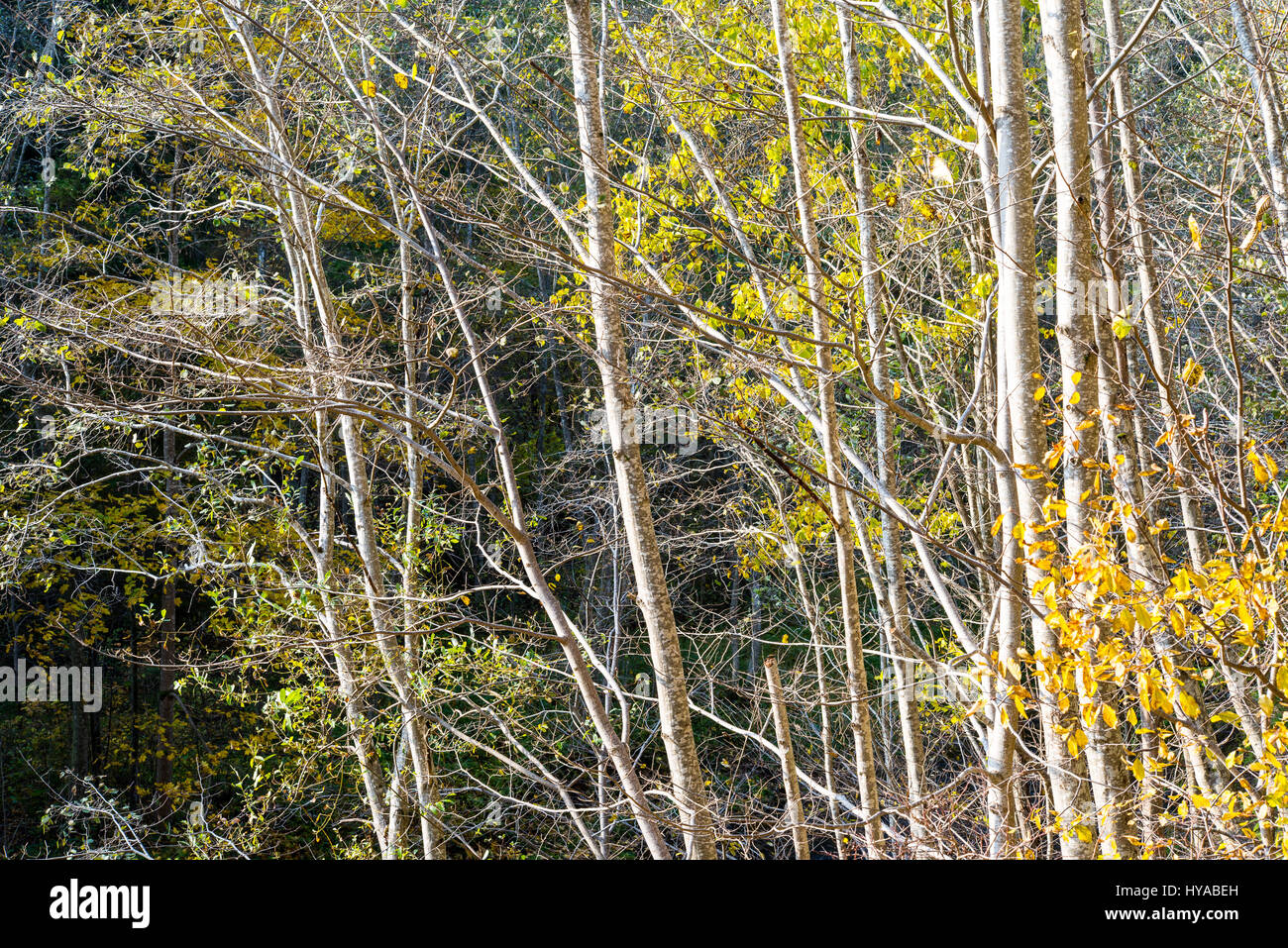 forest trees in autumn colors in countryside late autumn Stock Photo ...