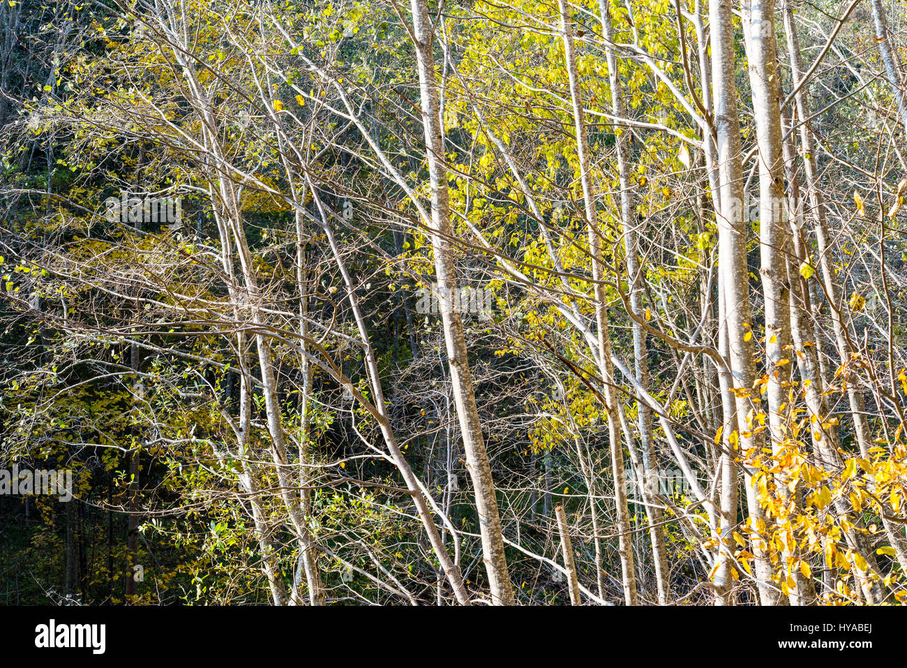 forest trees in autumn colors in countryside late autumn Stock Photo ...