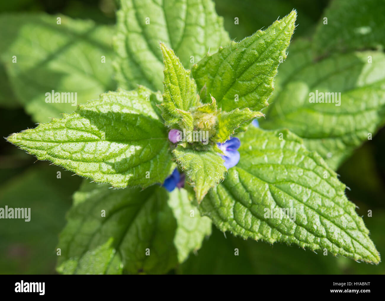 Green Alkanet leaves with flowers Stock Photo - Alamy