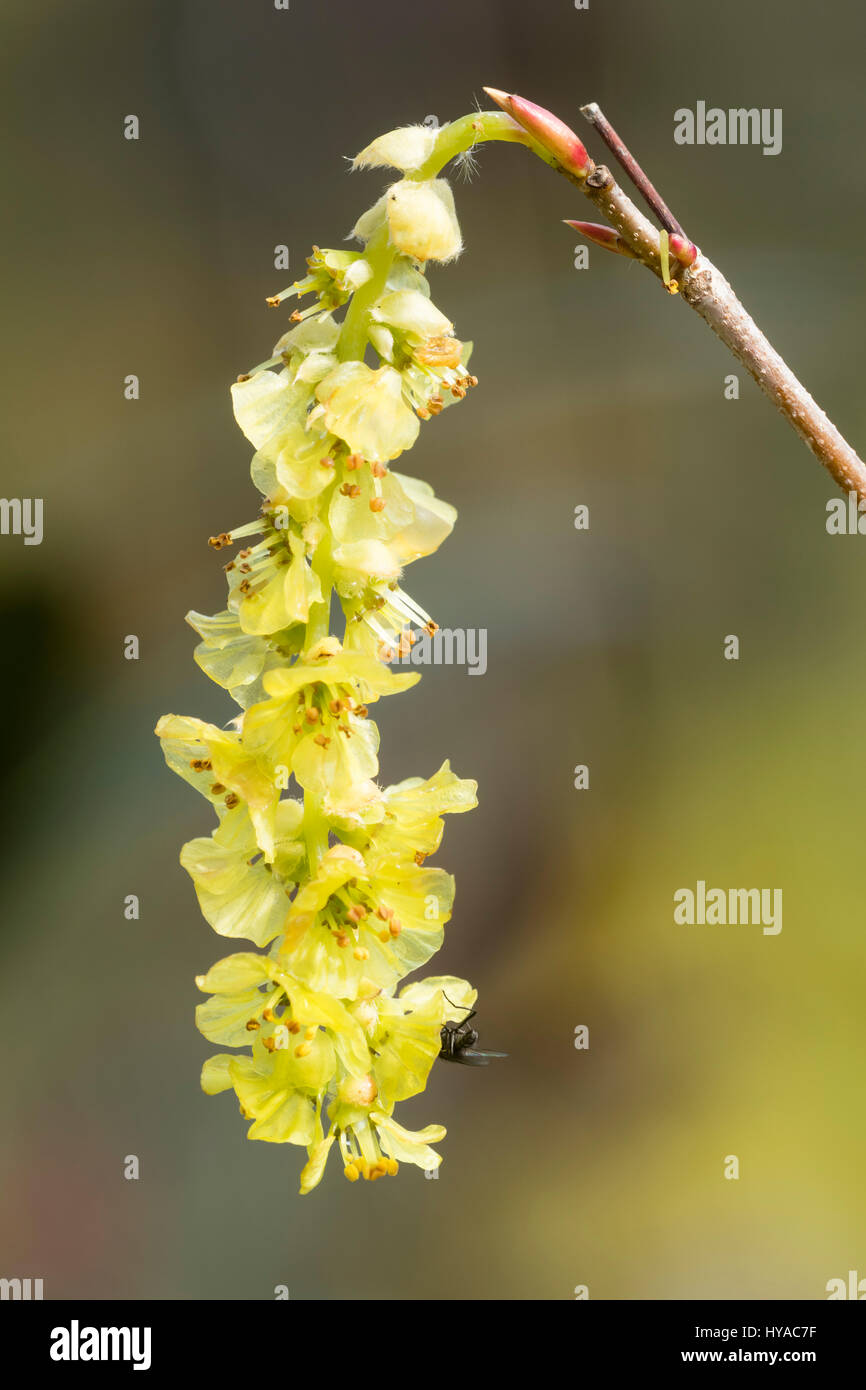 Dangling Flowers Stock Photos & Dangling Flowers Stock Images - Alamy