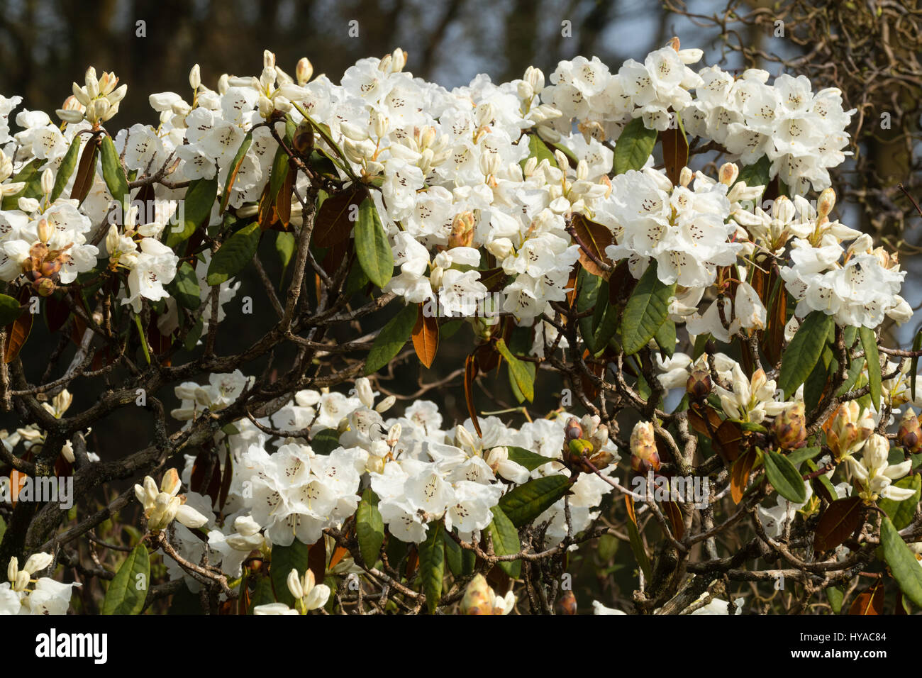 White spring flowers of the hardy evergreen, Rhododendron bureavii ...