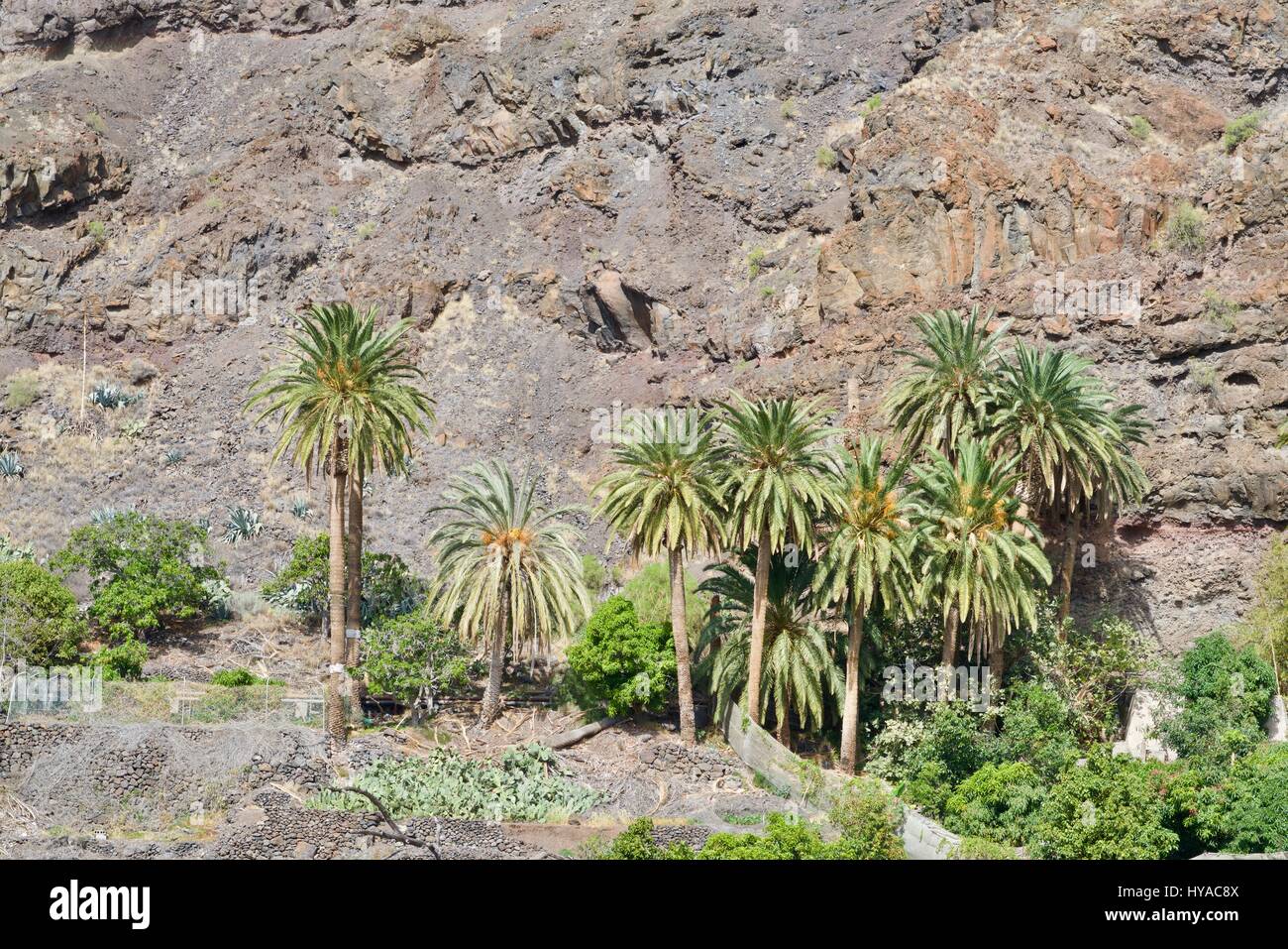Palms in sun hi-res stock photography and images - Alamy