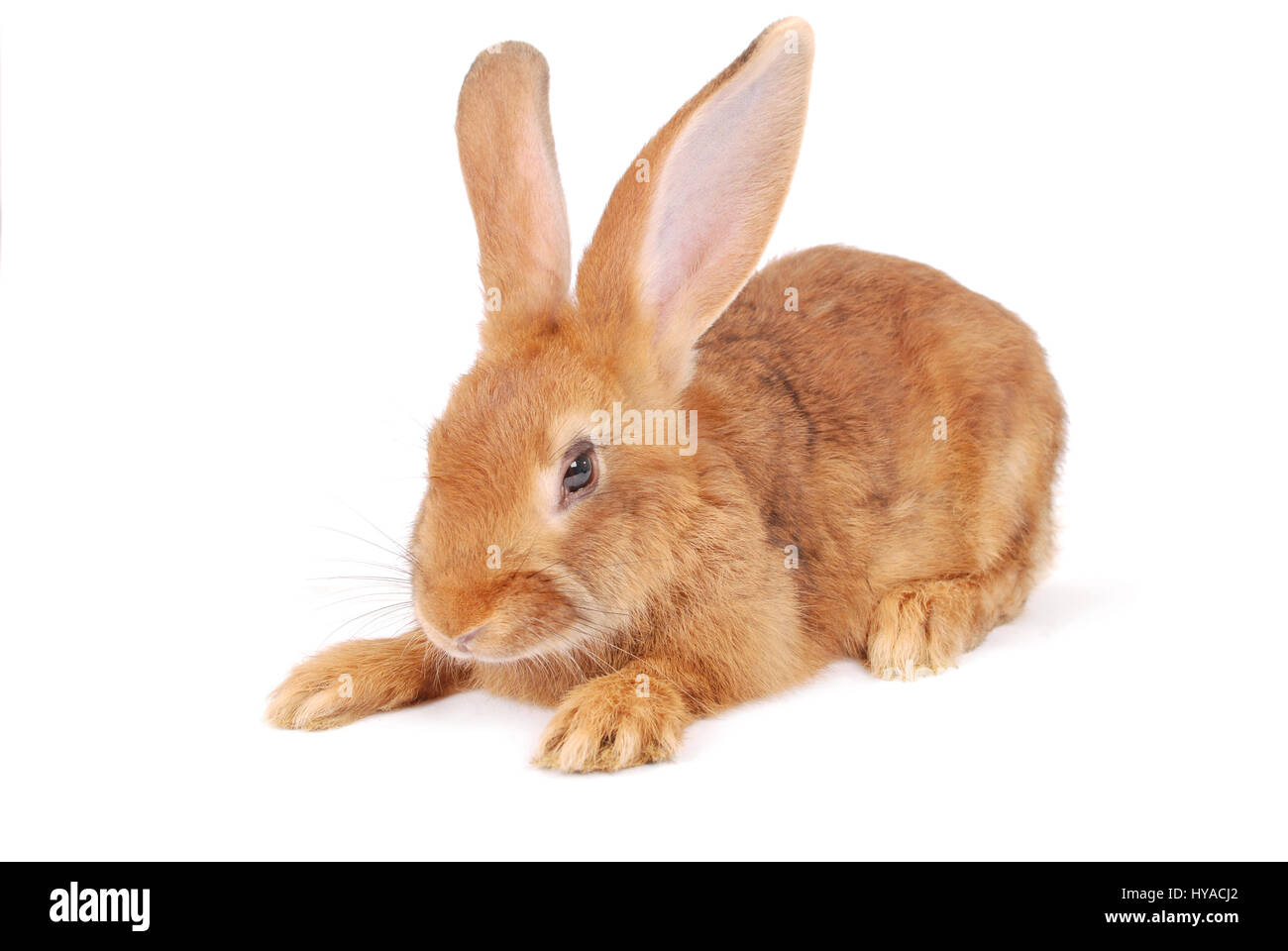 Little orange rabbit isolated on white background Stock Photo - Alamy