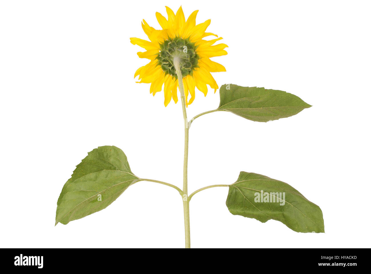 Beautiful yellow sunflower turn back isolated on white Stock Photo - Alamy