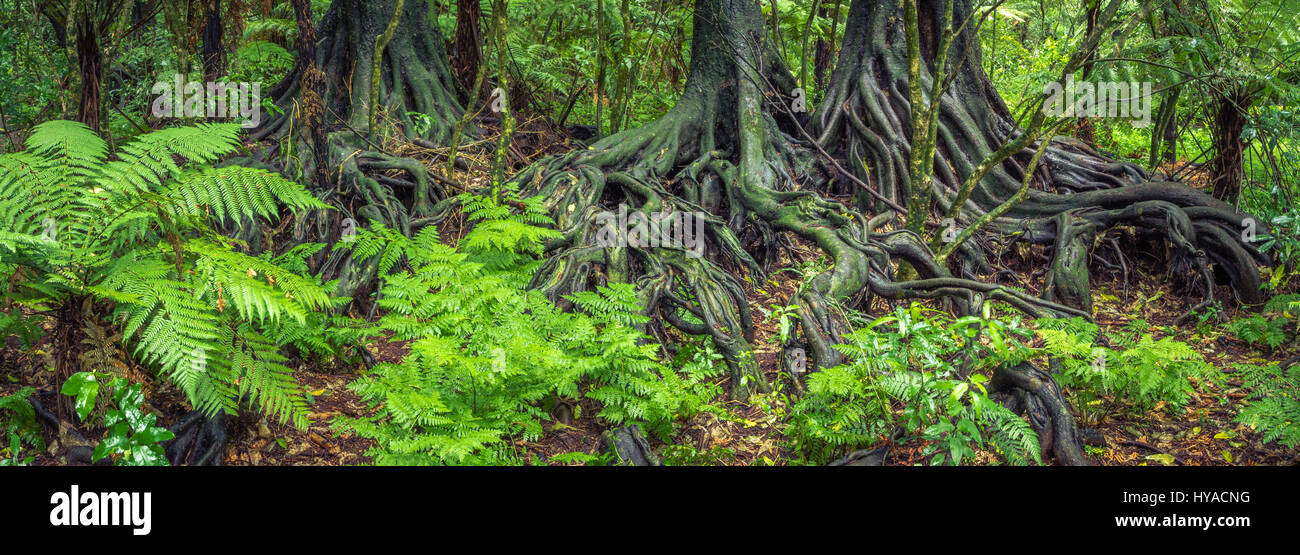 Tree roots and ferns in tropical jungle Stock Photo - Alamy