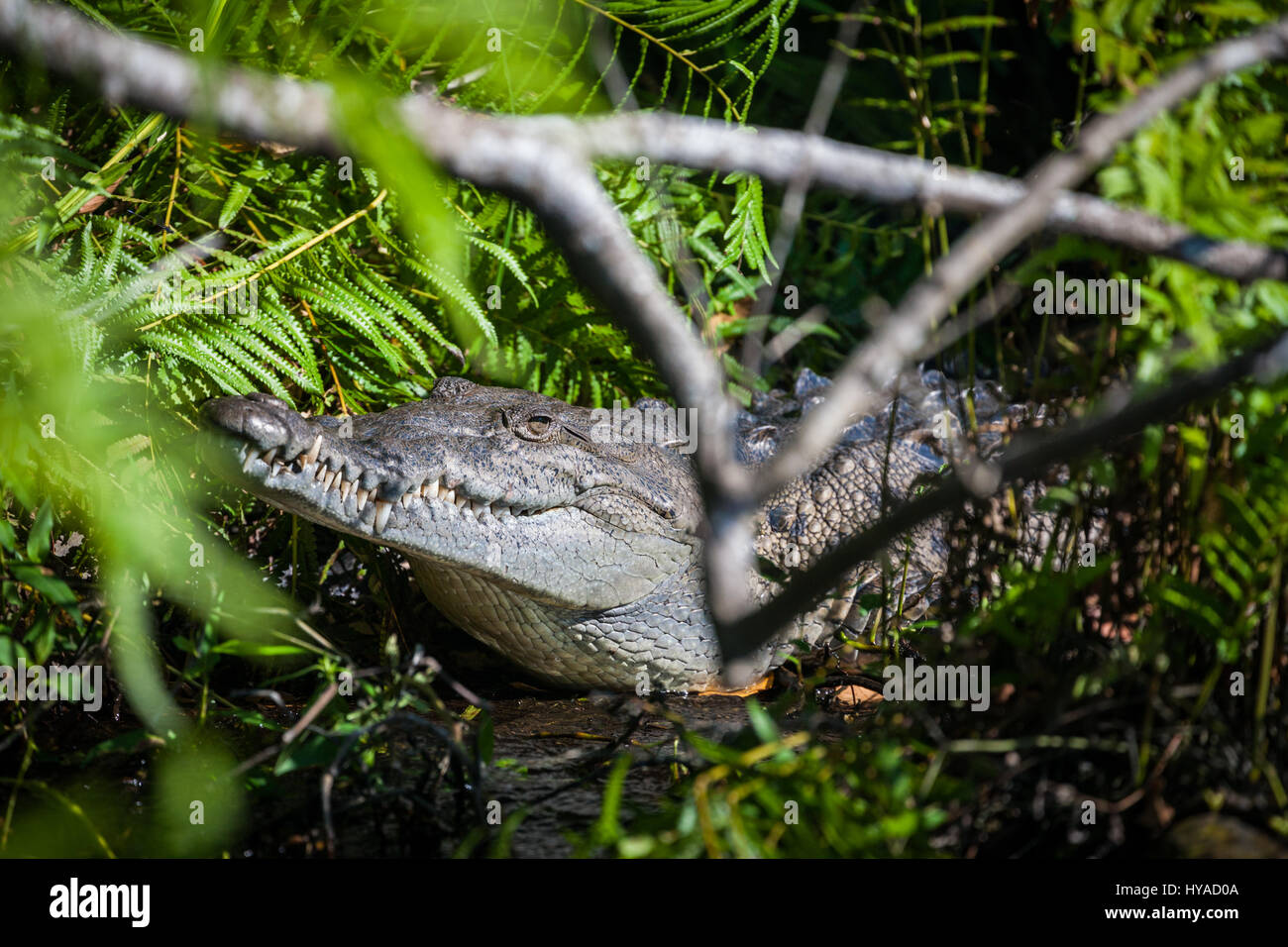 Crocodile conservation hi-res stock photography and images - Alamy