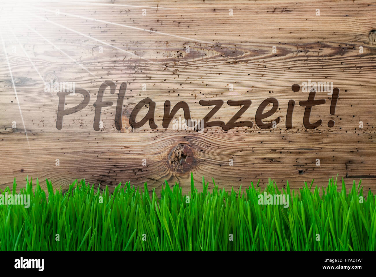 Sunny Wooden Background, Gras, Pflanzzeit Means Planting Season Stock ...