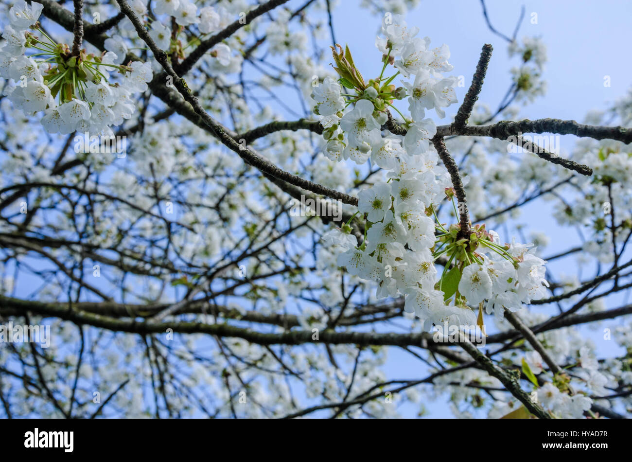 A closeup view of cherry blossom on a flowering cherry tree Stock Photo ...