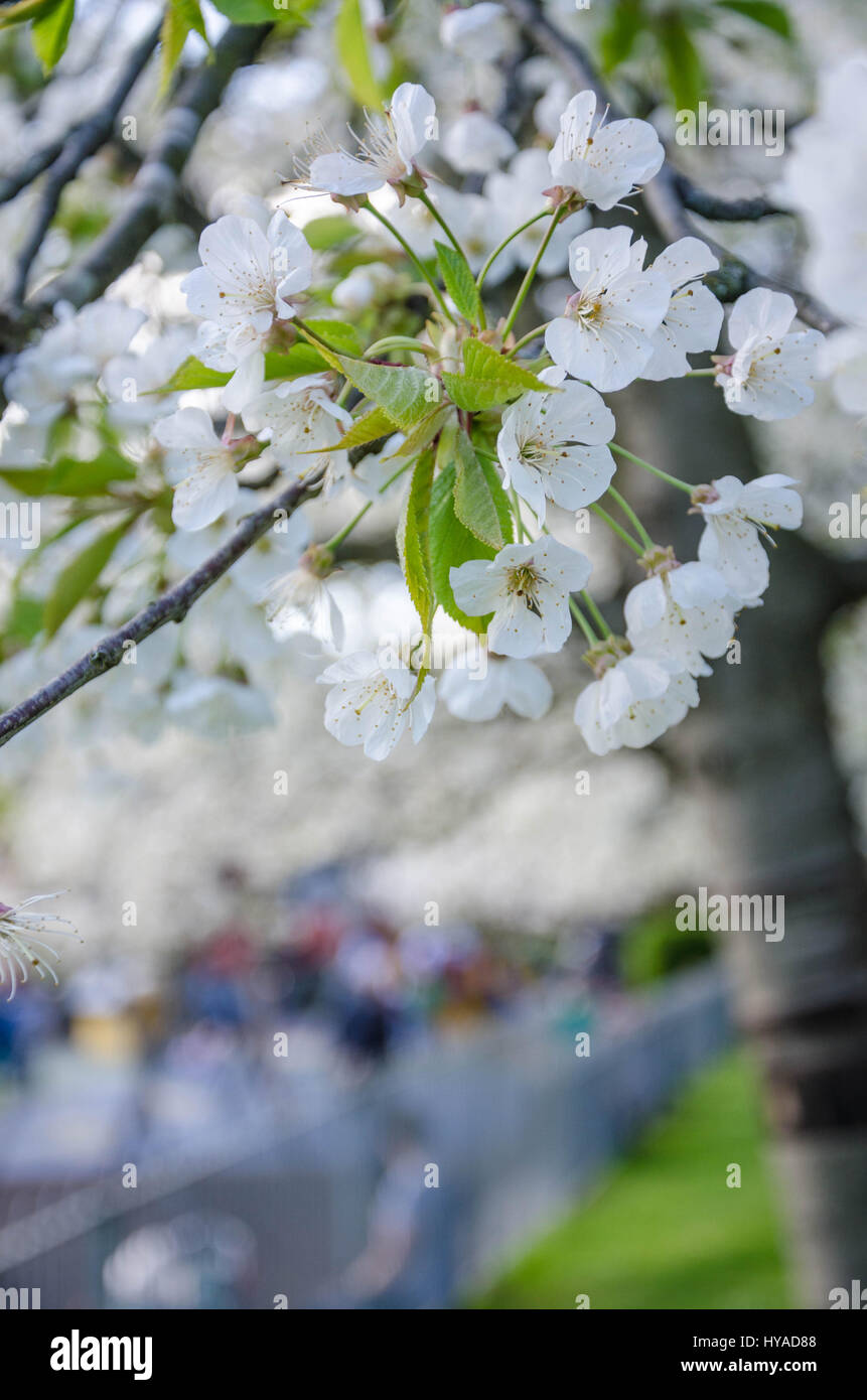 A closeup view of cherry blossom on a flowering cherry tree Stock Photo ...