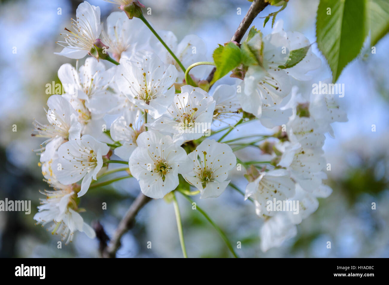 Closeup cherry spring tree hi-res stock photography and images - Alamy