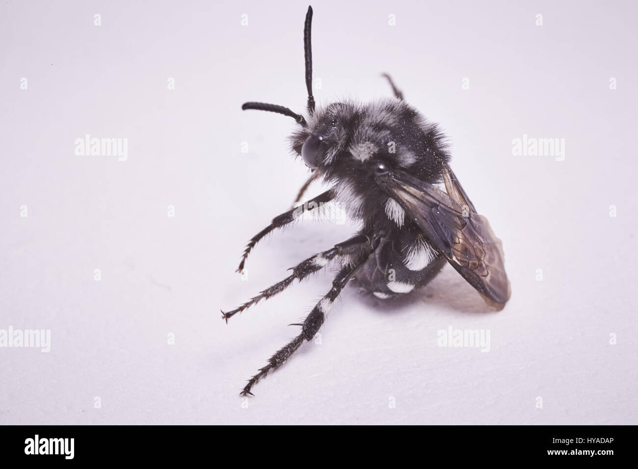 Magnified fly hi-res stock photography and images - Alamy