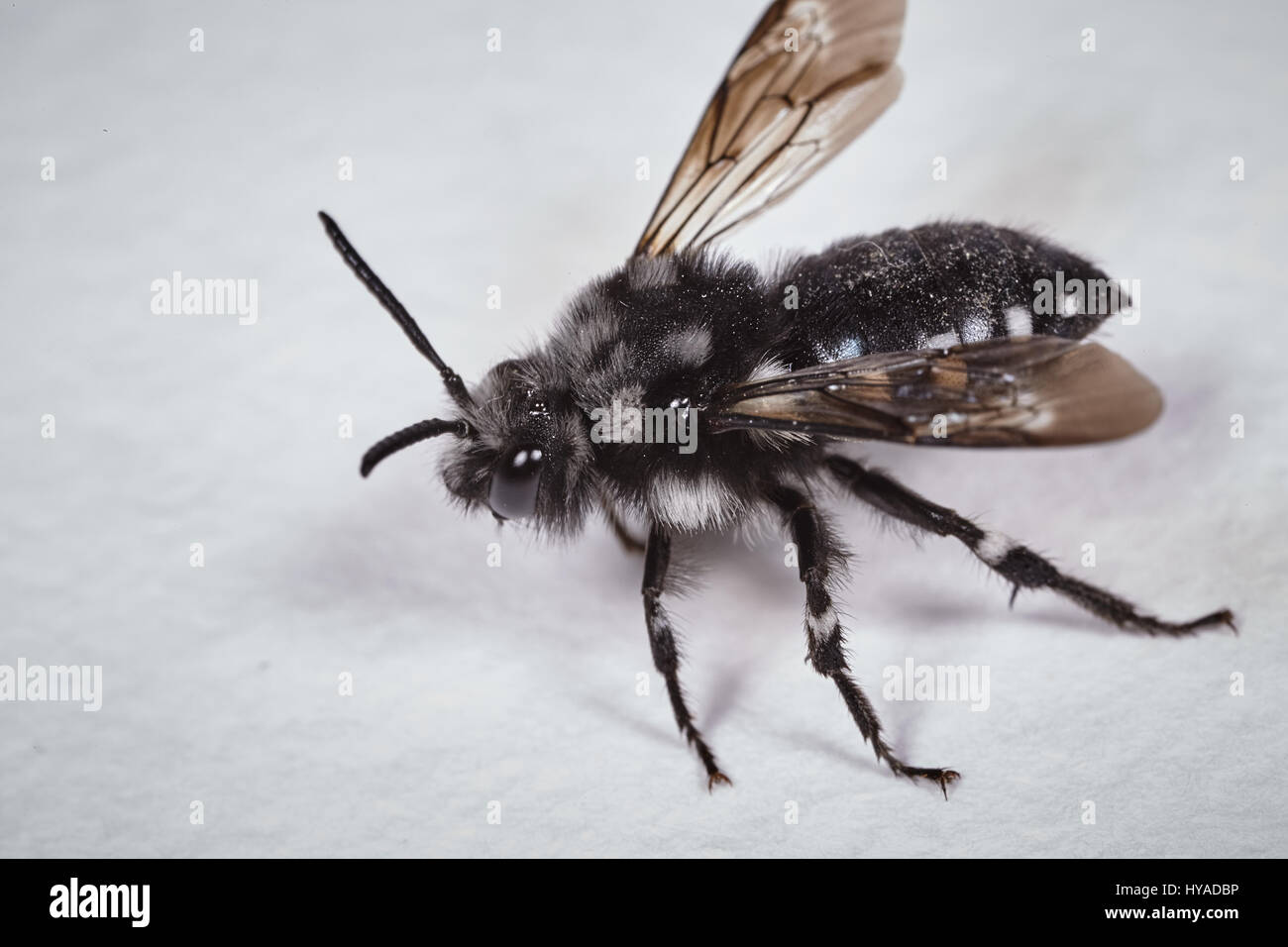 Black fly macro Stock Photo - Alamy
