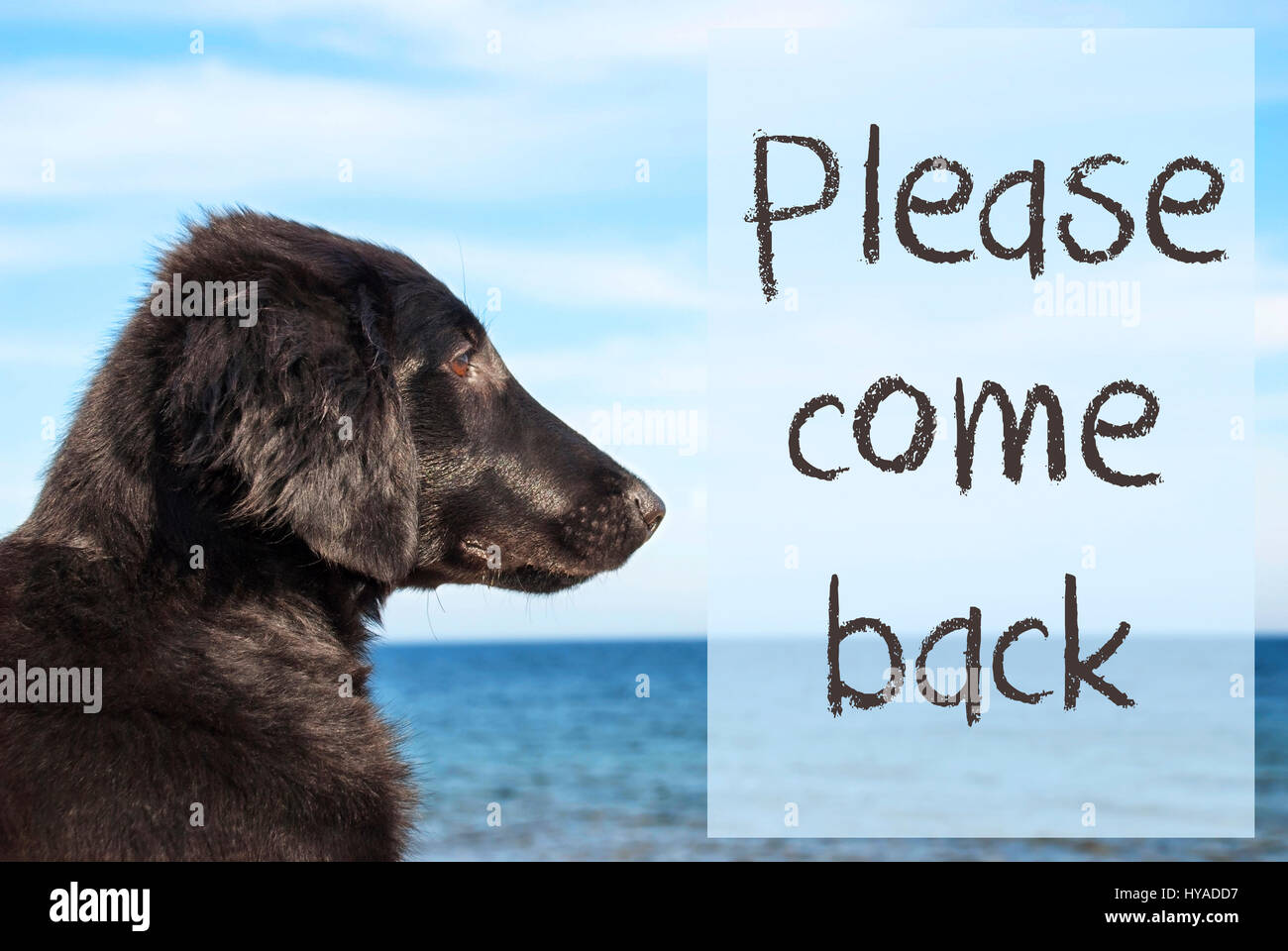 Dog At Ocean, Text Please Come Back Stock Photo - Alamy
