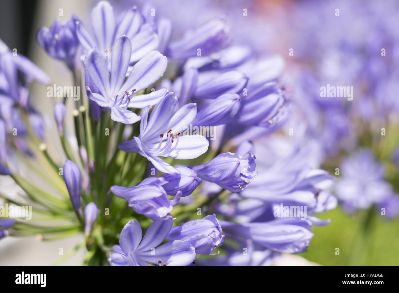 Agapanthus flowers, blue african lily Stock Photo - Alamy