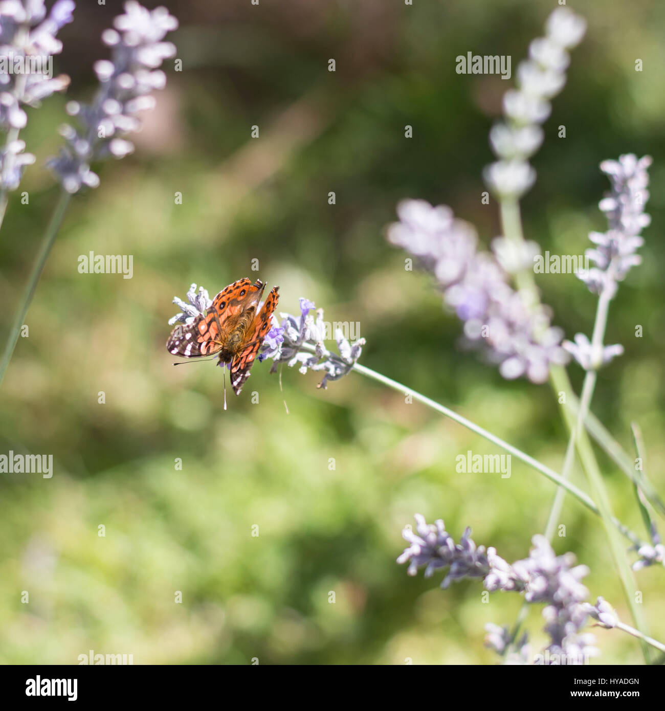 Lavender butterfly hi-res stock photography and images - Alamy