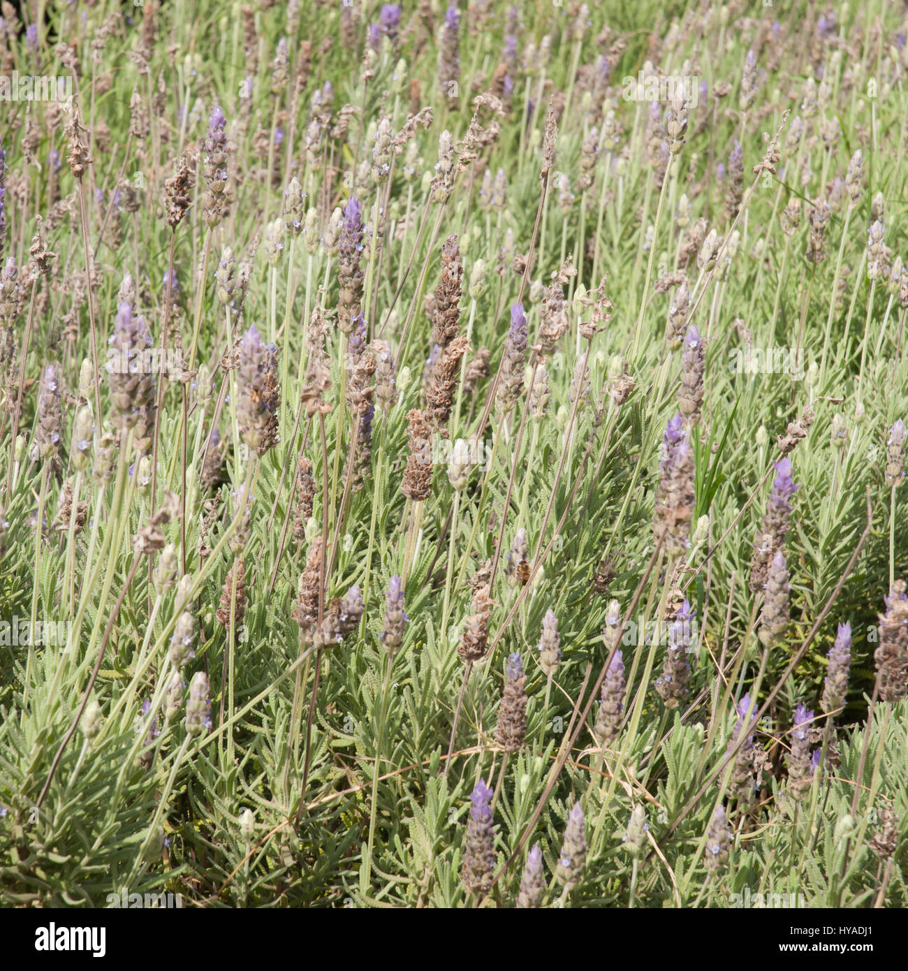Lavandula dentata hi-res stock photography and images - Alamy