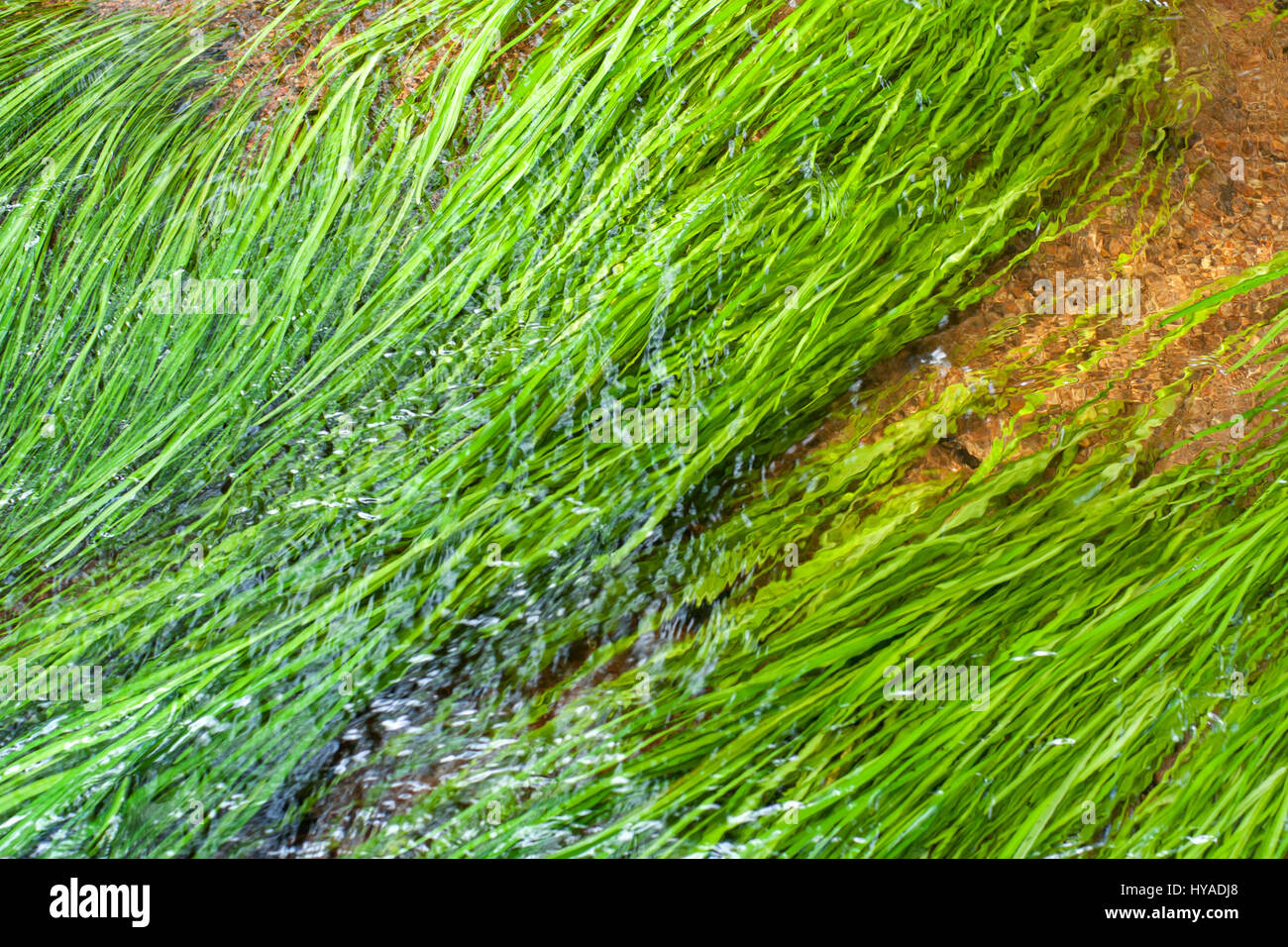Water plants, refracted under clear water surface. Nature background ...