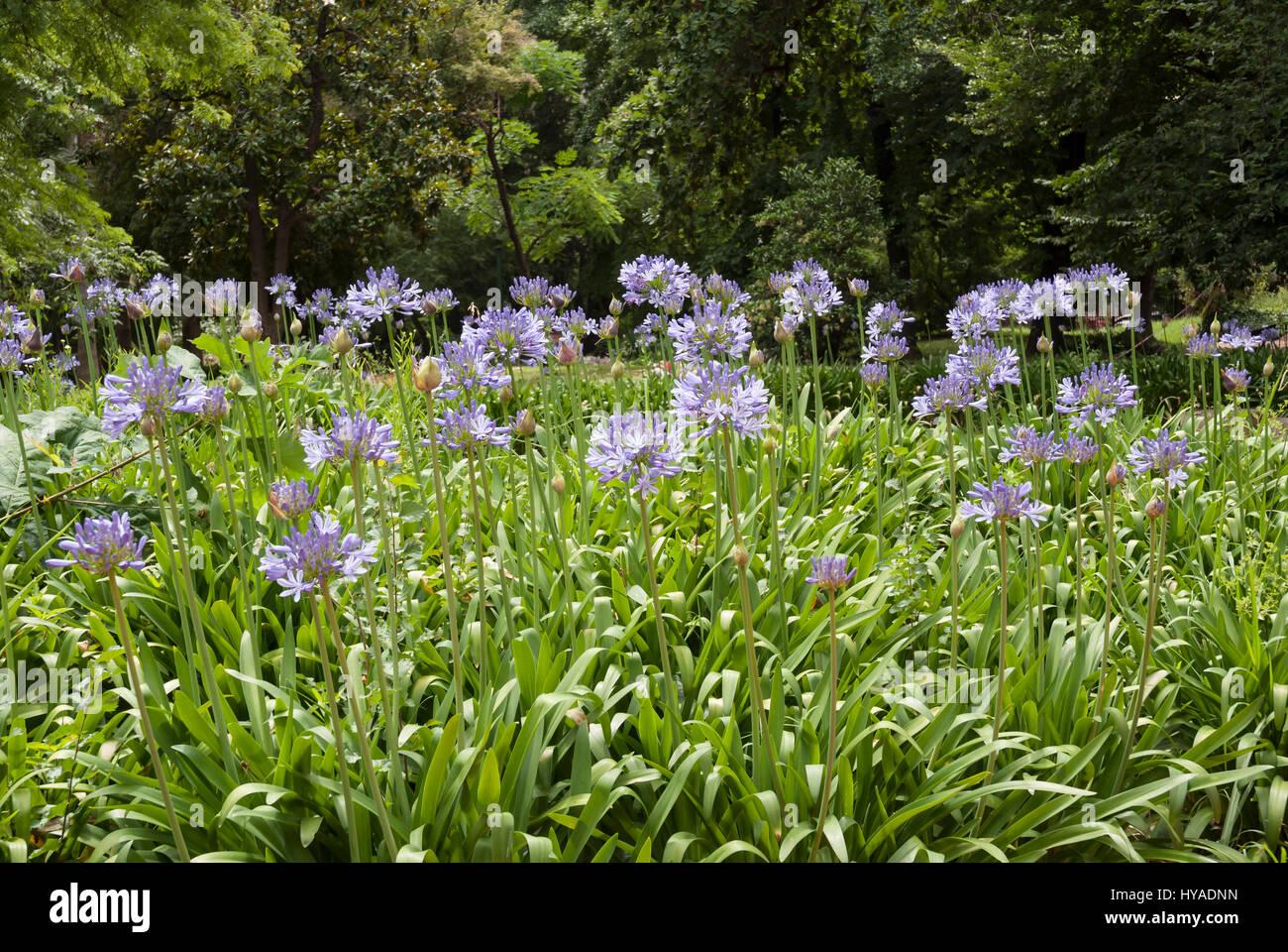 Blue african lily, agapanthus africanus flowers in a garden Stock Photo ...