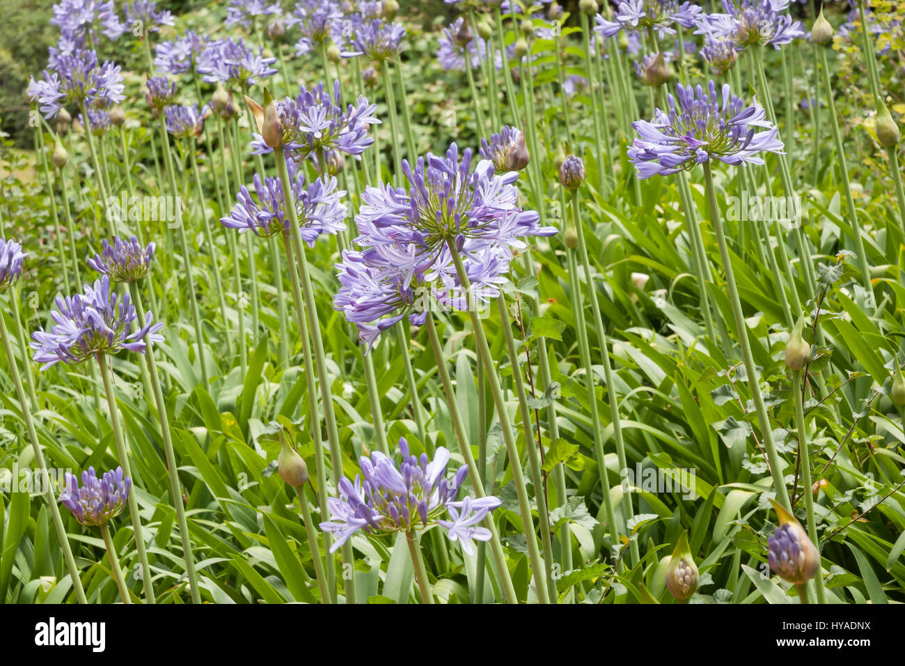 Blue african lily, agapanthus africanus flowers in a garden Stock Photo ...