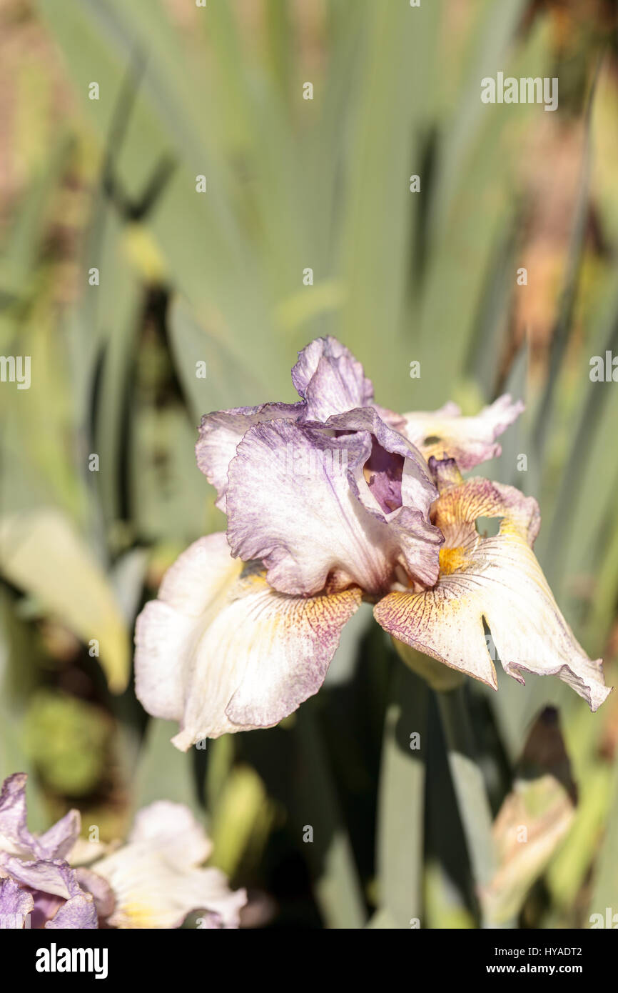 Bearded iris in a garden hi-res stock photography and images - Alamy