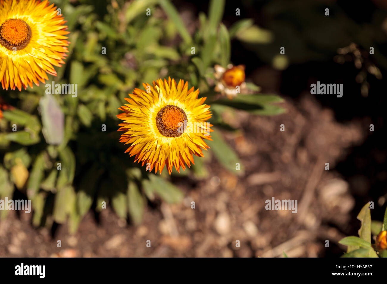 Jumbo yellow strawflower called Bracteantha blooms in a botanical ...