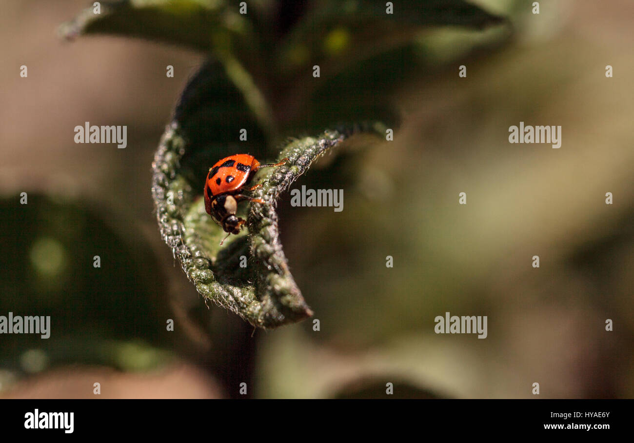 Black ladybug hi-res stock photography and images - Alamy