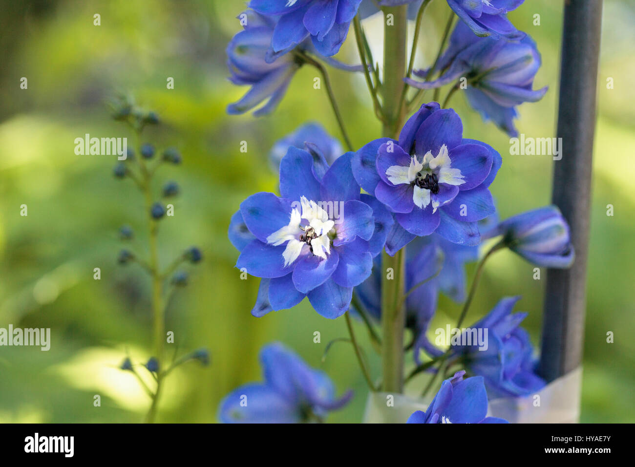 Purple, blue and white larkspur flower known as Delphinium blooms in a ...