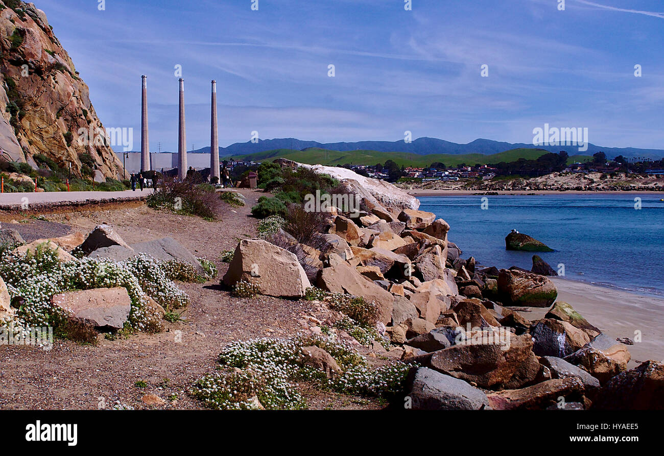 Morro bay plant saltwater hi-res stock photography and images - Alamy