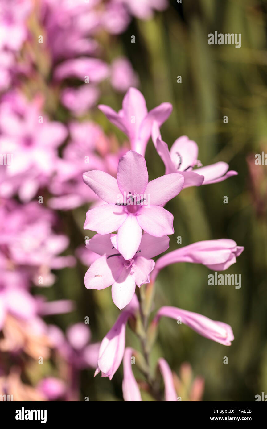 Pink flowers bloom in a botanical garden in spring Stock Photo - Alamy