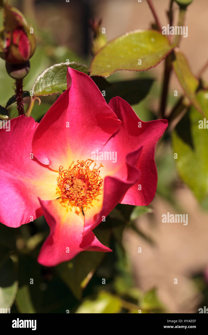 Pink red tea rose blooms in a botanical garden in spring Stock Photo ...