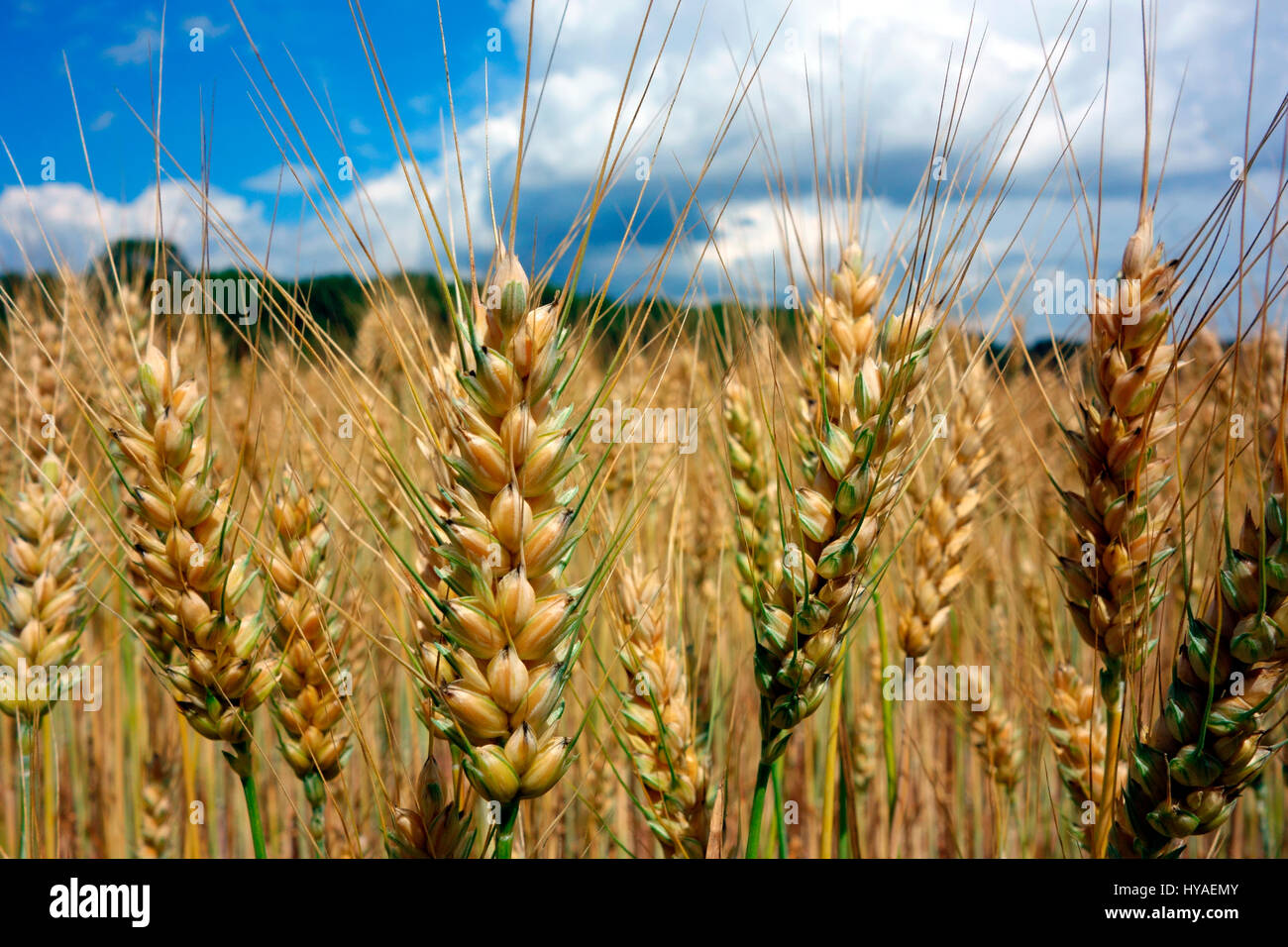 Barley crop in a field Stock Photo - Alamy