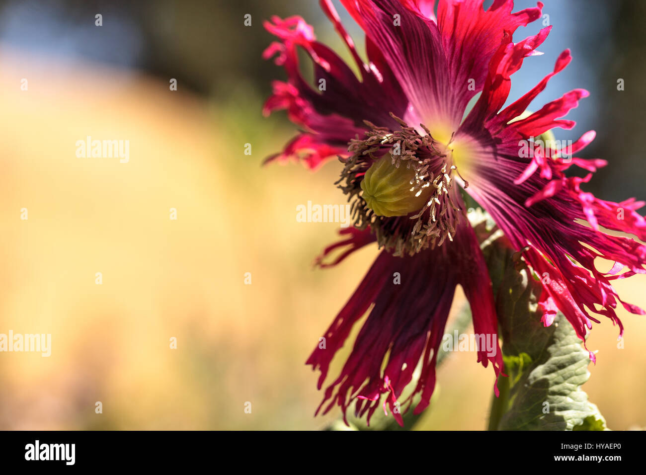 Round pricklyhead poppy called Papaver hybridum blooms in a garden ...