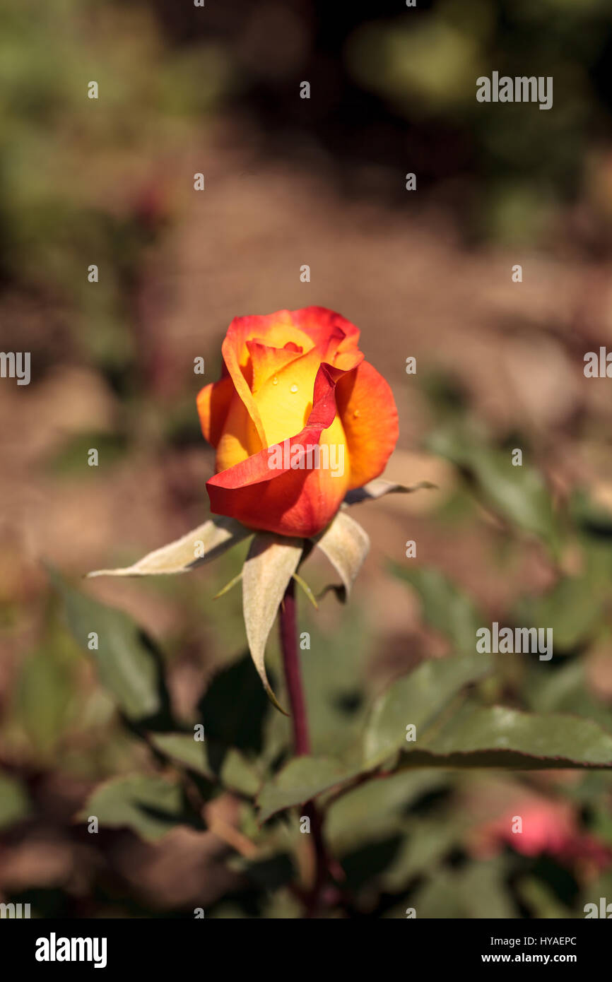 Hybrid yellow and orange tea rose called Rio Samba blooms in a ...