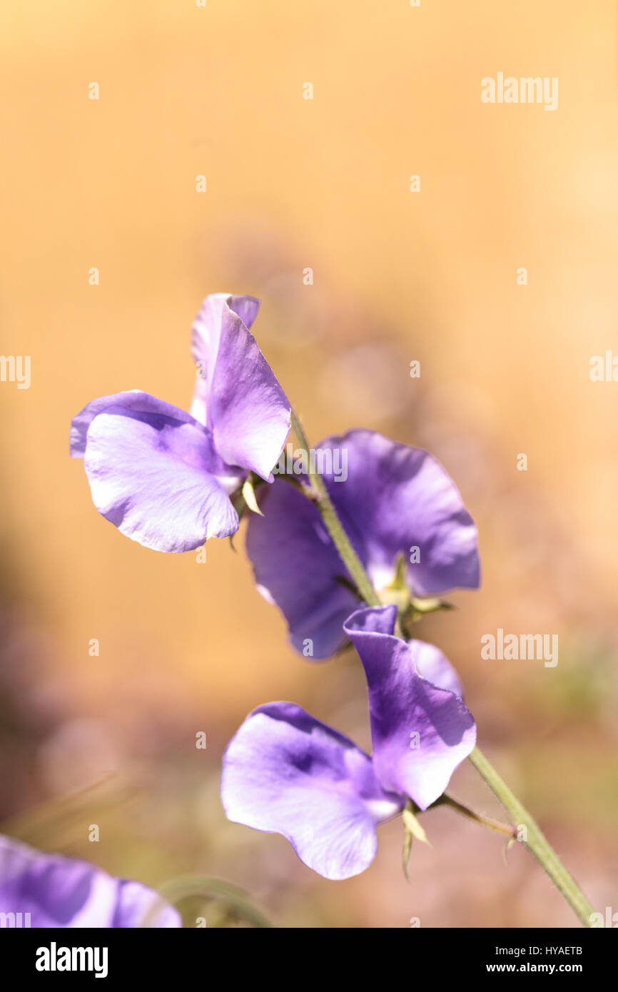 Sweet pea flower mix called Lathyrus odoratus blooms in a botanical ...