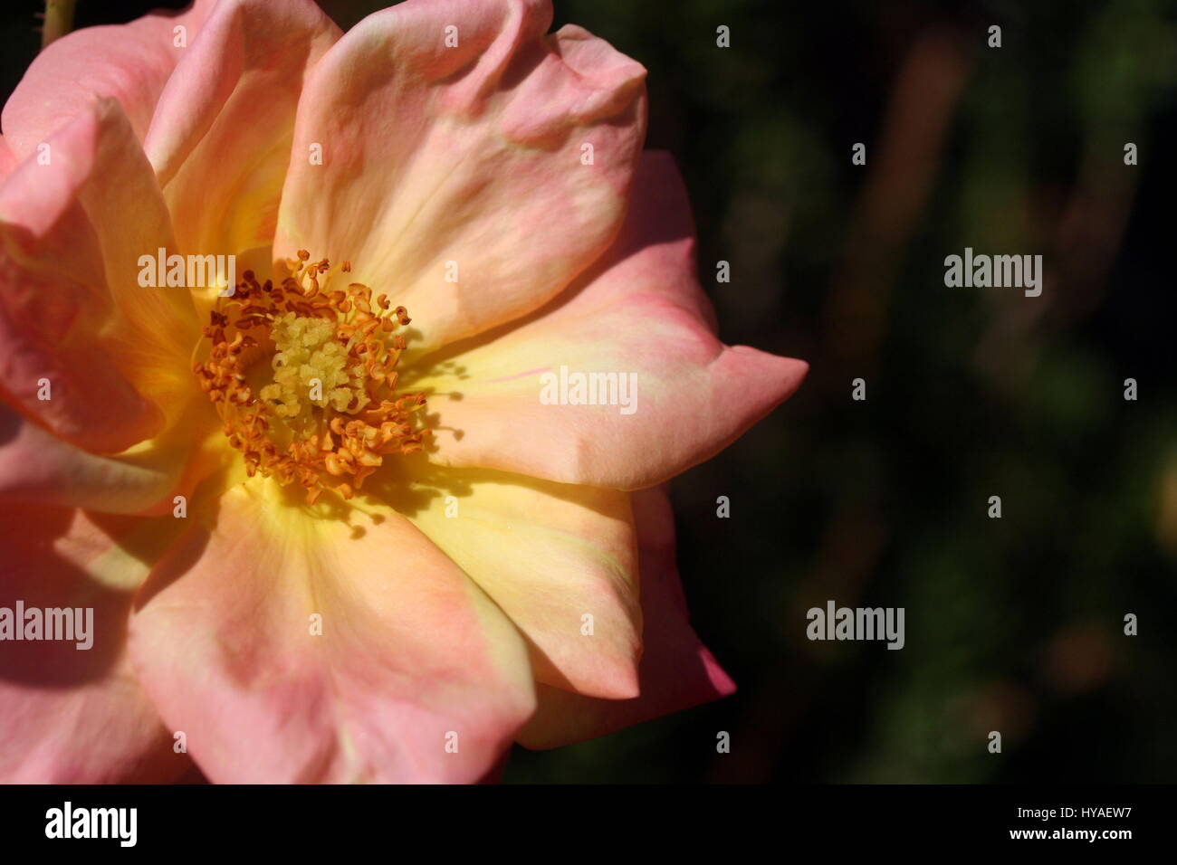 Varigated Rose in full bloom Stock Photo - Alamy