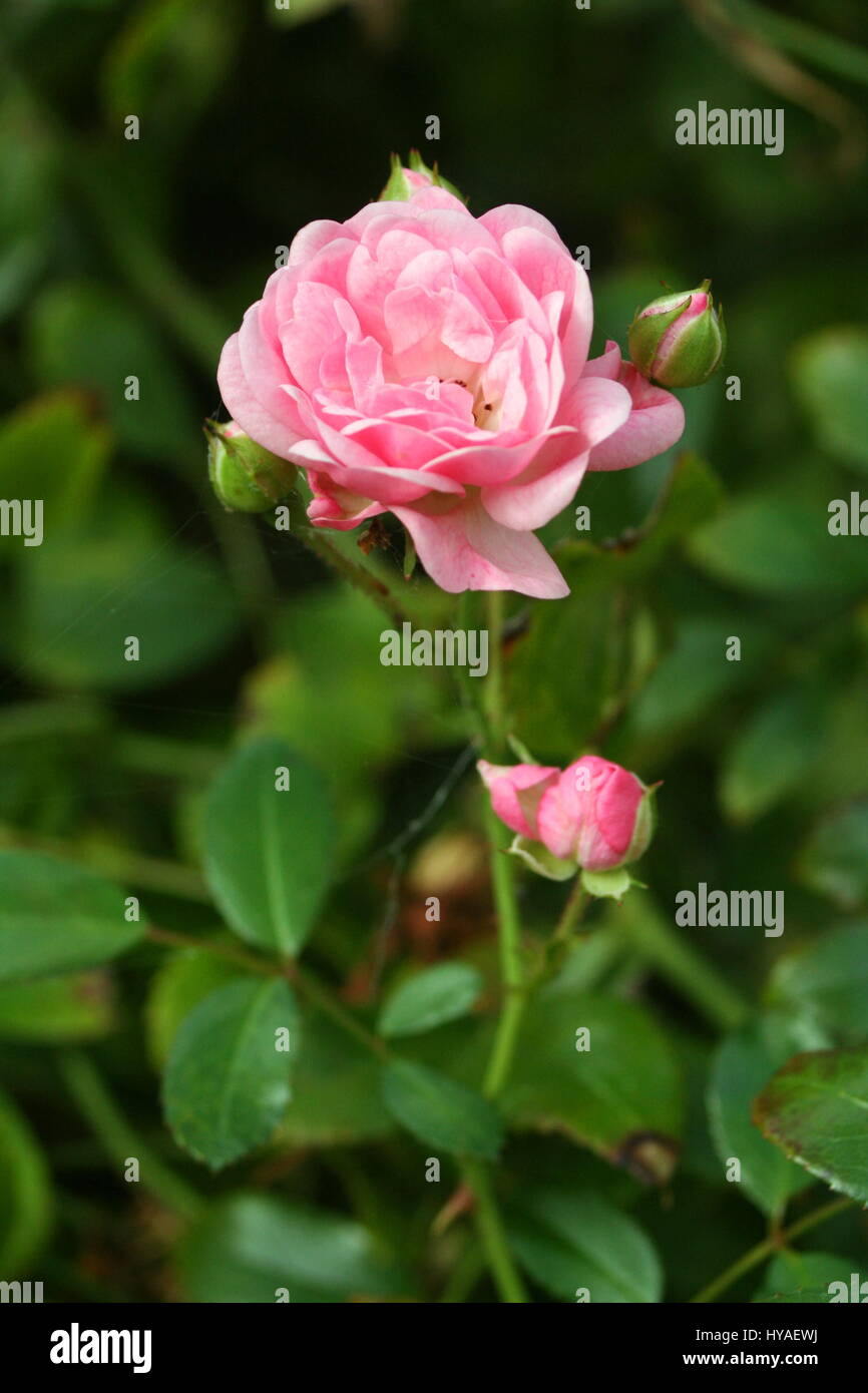 Beautiful miniture pink Rose Stock Photo - Alamy