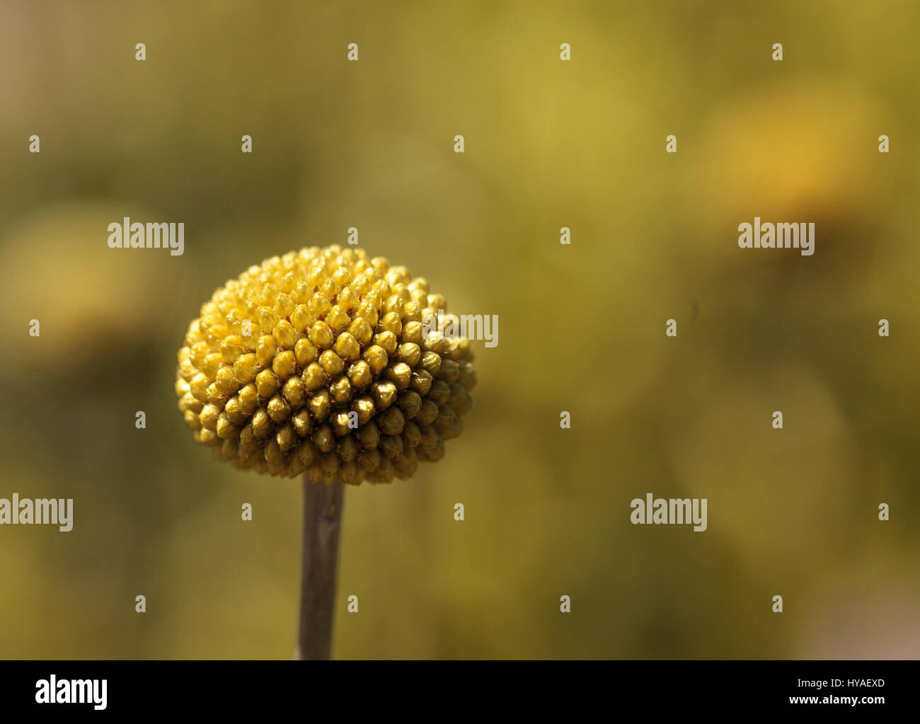 Yellow Craspedia Billy balls flower blooms in a botanical garden in ...