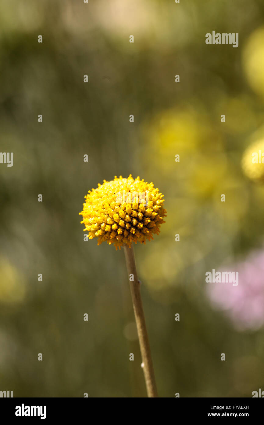 Yellow Craspedia Billy balls flower blooms in a botanical garden in ...