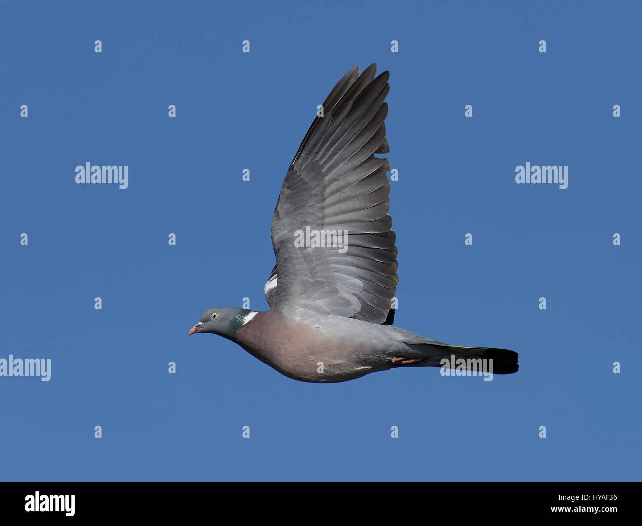 Wood pigeon in flight hi-res stock photography and images - Alamy