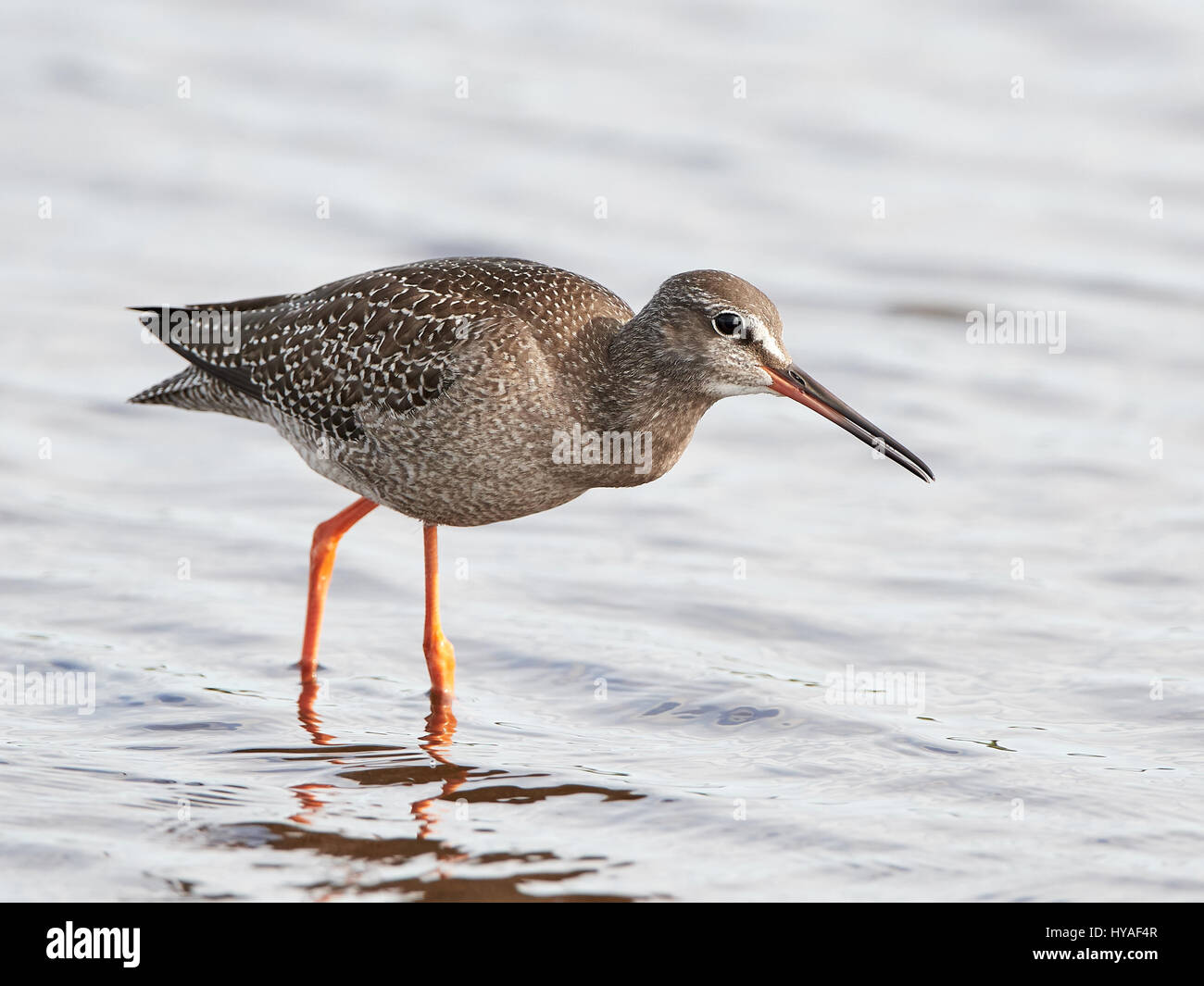 Spotted redshank standing in water in its habitat Stock Photo - Alamy
