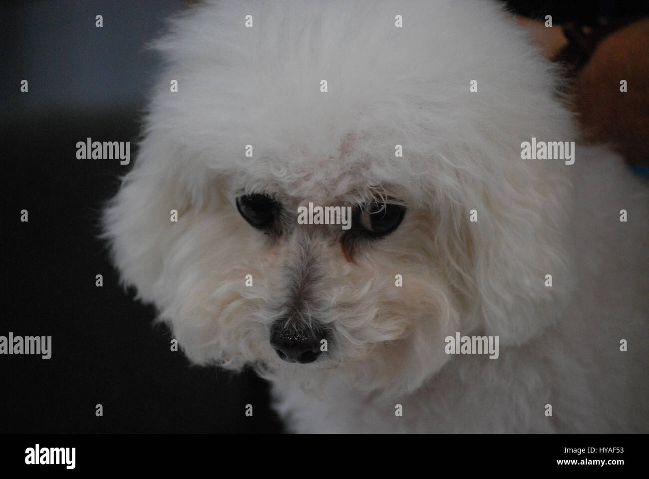 White bichon frise dog with fluffy fur Stock Photo - Alamy
