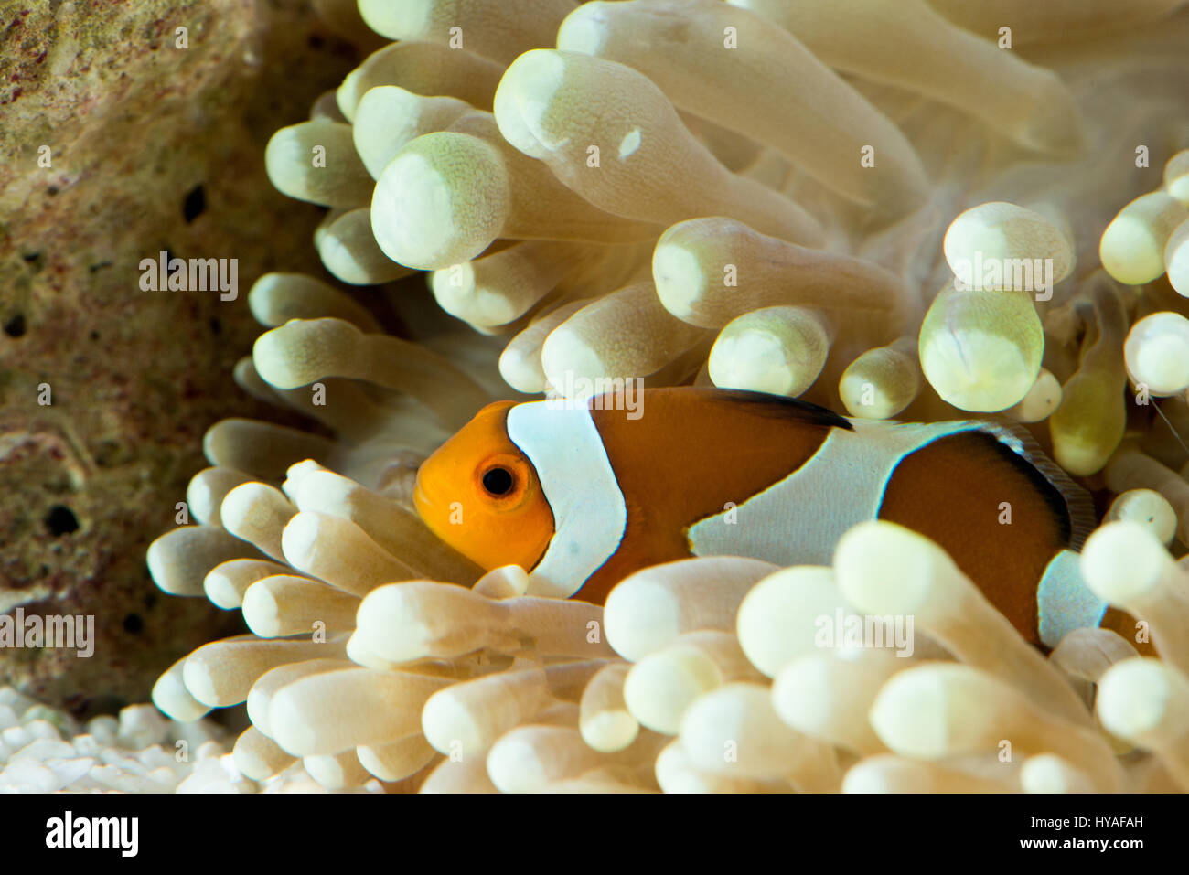 peculiar clown fish hosting on anemone Stock Photo - Alamy