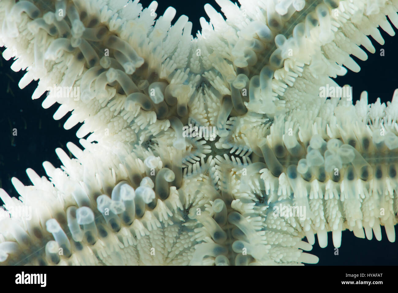 Close up shot starfish hi-res stock photography and images - Alamy