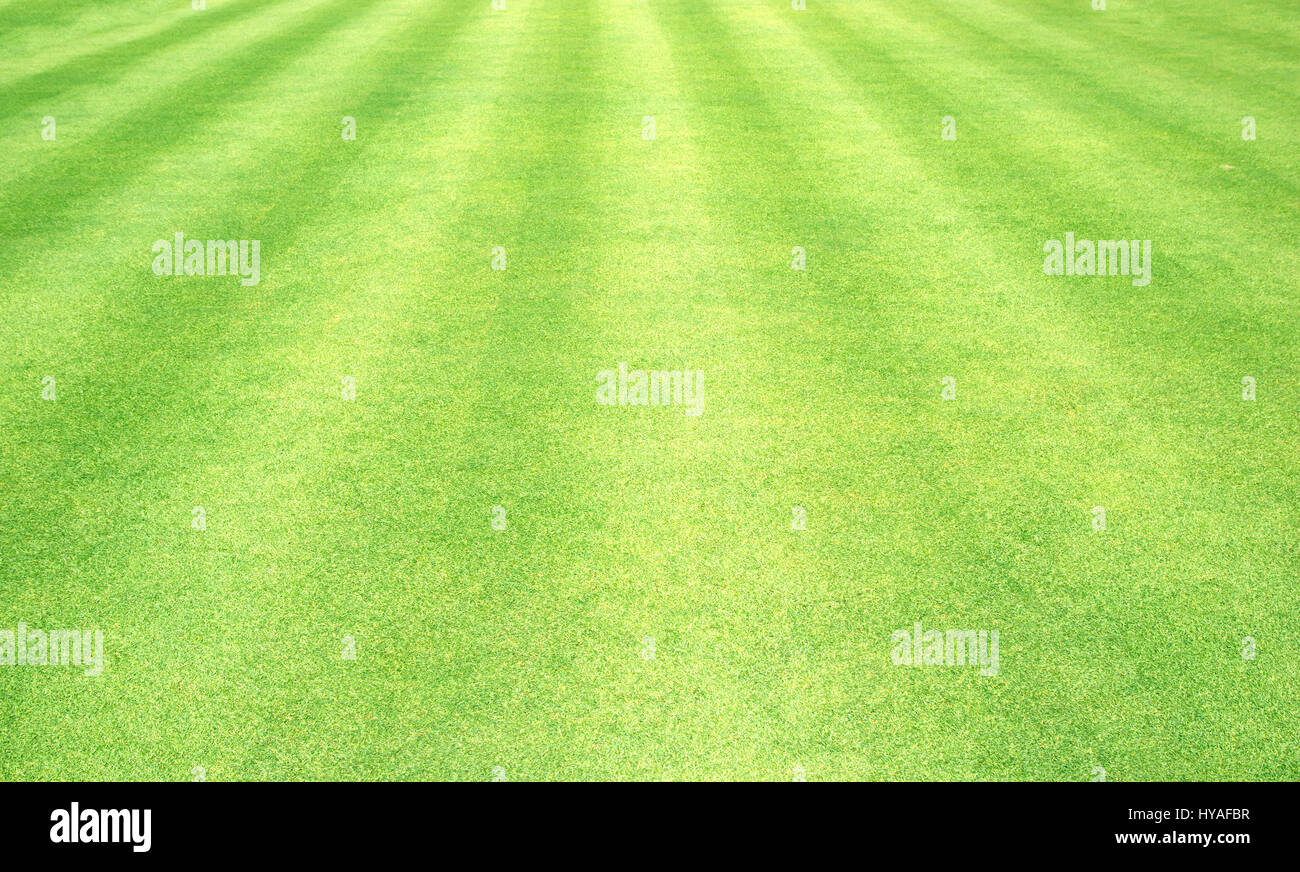 Grass field / Green grass background Golf Courses green lawn pattern ...
