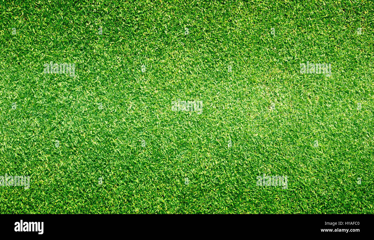 Grass field / Green grass background Golf Courses green lawn pattern ...