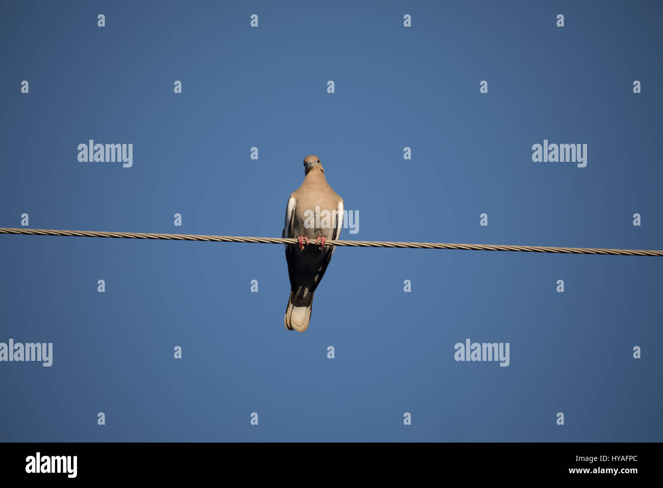 White winged dove perched on wire against blue sky background Stock ...