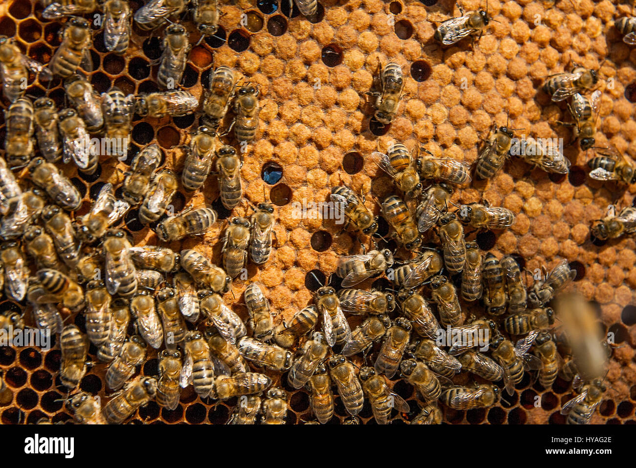 Busy bees inside hive with open and sealed cells for their young. Birth ...