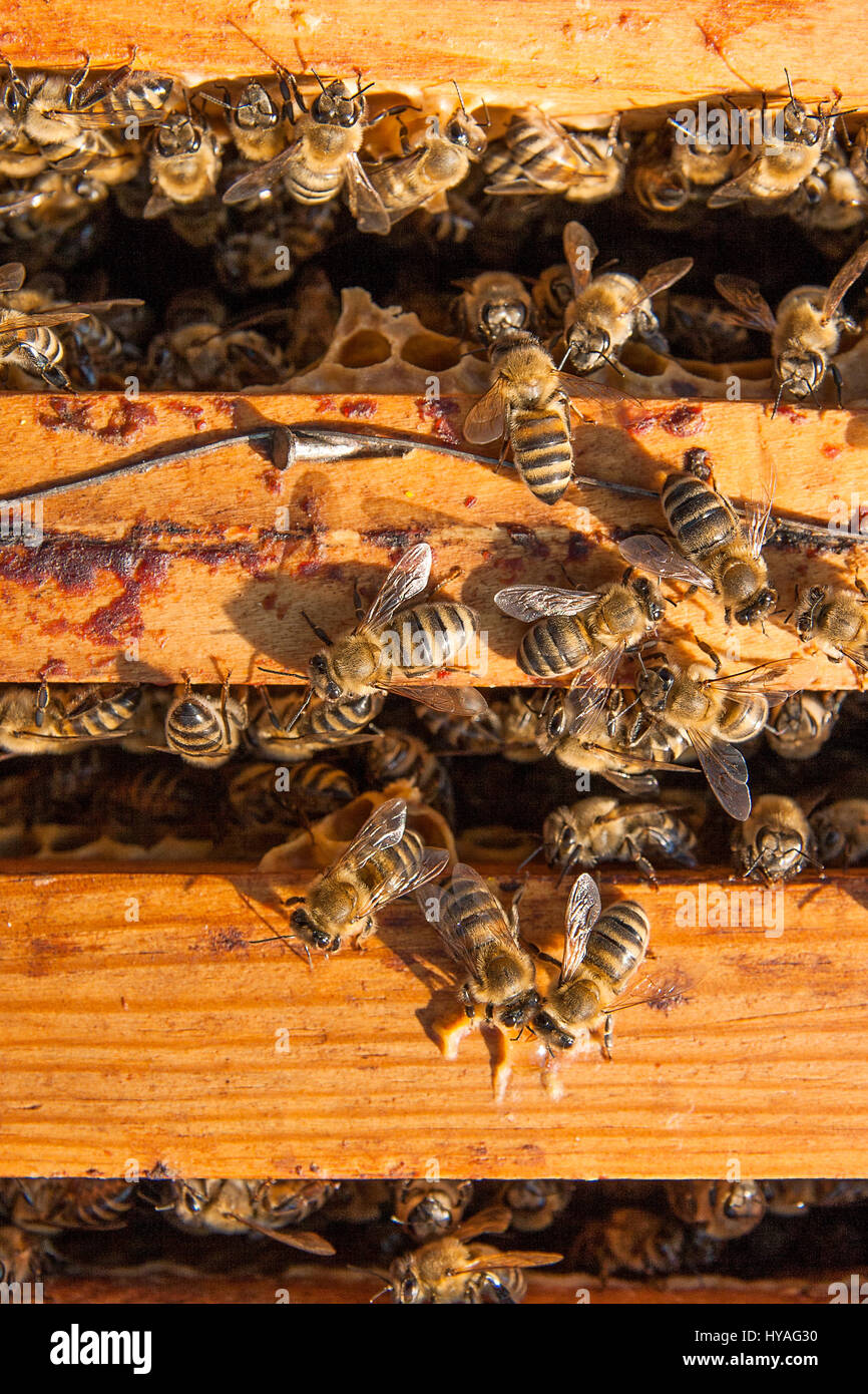 Close up view of the opened hive body showing the frames populated by ...