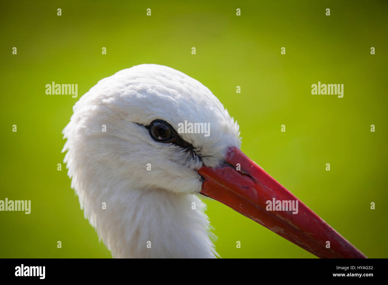 White stork close up head shot Stock Photo - Alamy